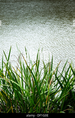 Reeds growing on the banks of a lake Stock Photo - Alamy