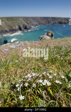 Spring Sandwort; Minuartia verna; Cornwall; UK Stock Photo - Alamy