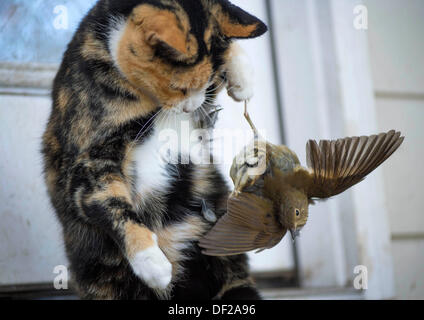 Domestic cat with captured songbird Stock Photo - Alamy