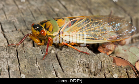 Green Grocer Cicada 'Cyclochila australasiae' Australia Stock Photo - Alamy