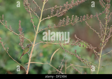 Klaas`s Cuckoo (Chrysococcyx klaas Stock Photo - Alamy