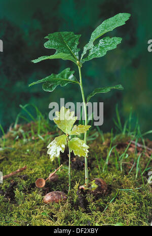 English Oak Quercus robur seedling acorn sprouting UK Stock Photo: 11506380 - Alamy