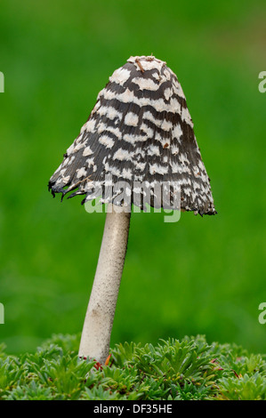 Magpie Cap Fungus - Coprinus picaceus Gill structure showing were ...