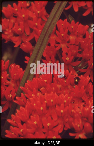 Butterfly weed (Asclepias tuberosa) flowers Stock Photo - Alamy