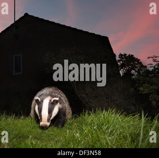 Wild UK urban badger (Meles meles) standing isolated outdoors in the ...
