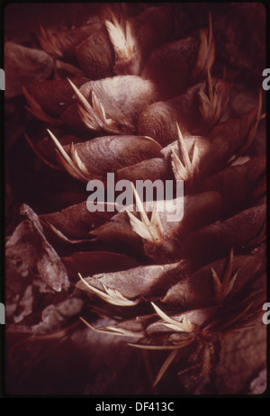 The photograph shows Douglas fir seed trees that are over 80 years old ...