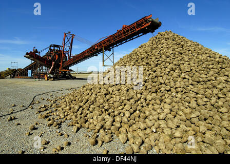Large piles of Sugar Beets Sugar Beet harvest Saginaw County Michigan ...