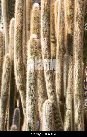 Closeup of many big cactuses in a botanical garden Stock Photo - Alamy