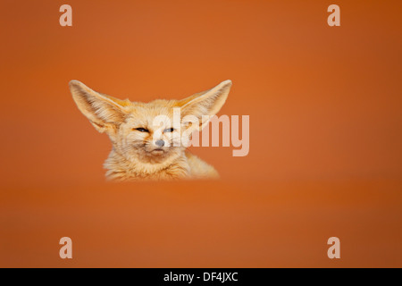 Fennec Fox , Sahara Desert, Merzouga, Morocco Stock Photo: 147901088 ...