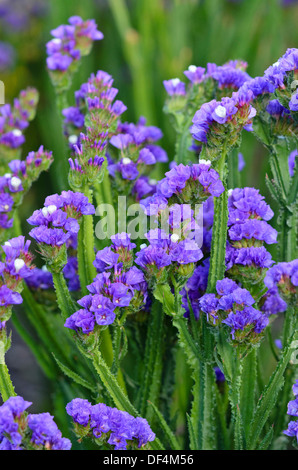 Wavyleaf sea-lavender (Limonium sinuatum), Plumbaginaceae Stock Photo ...