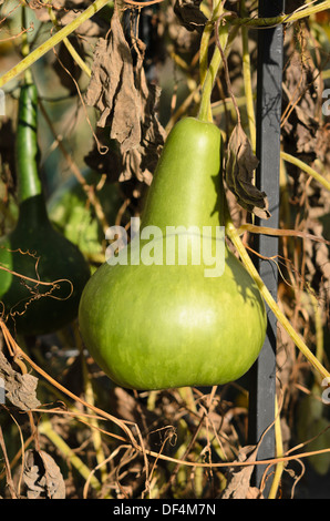 Lagenaria siceraria, Bottle gourd Stock Photo - Alamy