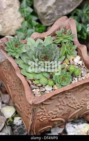 Houseleek plant (sempervivum) in pot on wooden background Stock Photo ...
