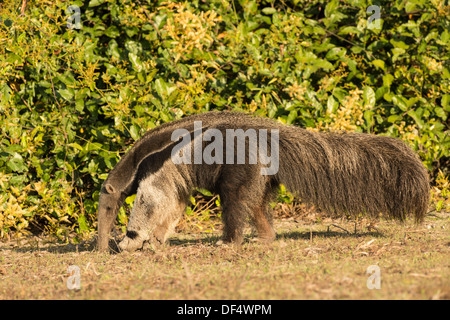 a Giant Anteater (Ant Bear) feeding on ants in the Peruvian Amazon ...