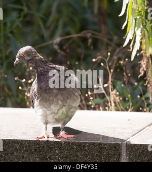 Scruffy pigeon sitting on a brick wall Stock Photo - Alamy