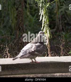 Pigeon on the wall Stock Photo - Alamy