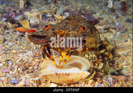 Online streaming Devouring Venus in english with subtitles in 720p ...