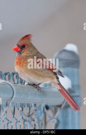 Northern Cardinal perched on Fence Post in Winter - Vertical Stock ...