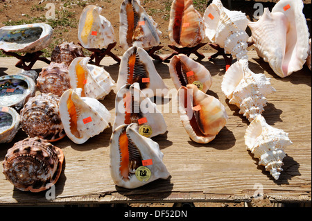 Hawaii, Oahu, North Shore, Conch Shell Laying On The Rocky Shore By A ...