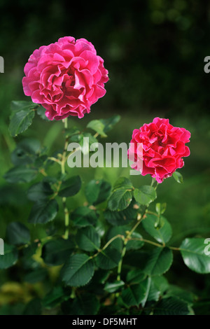 Large fuchsia colored roses in garden Stock Photo - Alamy