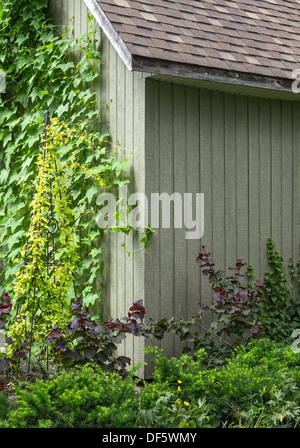 Ivy crawling up the house wall Stock Photo - Alamy