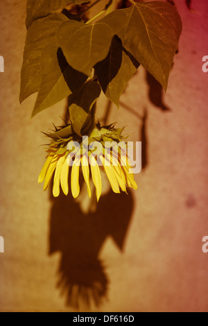 Sunflower drooping along a sidewalk path at the end of summer beginning ...