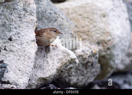 A St Kilda wren (Troglodytes troglodytes hirtensis) looks for insects ...