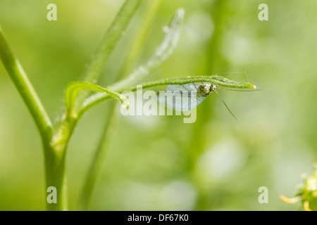 Closeup of a common green lacewing on a stem Stock Photo - Alamy