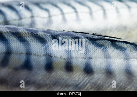 Mackerel Fish Skin Stock Photo: 12320566 - Alamy