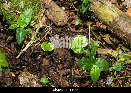 Fingerling coffee plants, recently sprouted. Boquete, Province of ...
