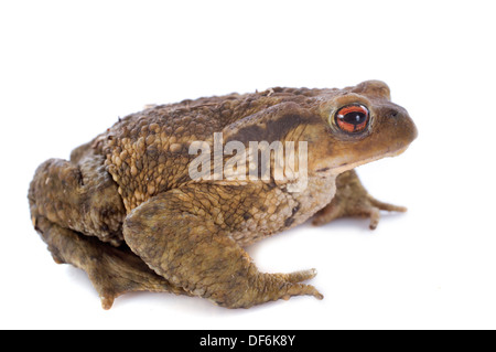 brown toad in front of white background Stock Photo - Alamy