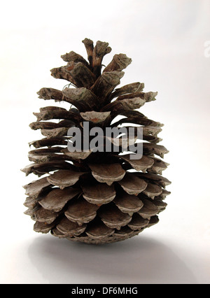 open pine cone Stock Photo - Alamy