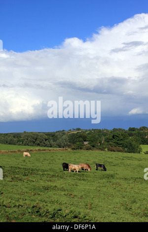 Countryside near Cloone in County Leitrim, Ireland Stock Photo - Alamy