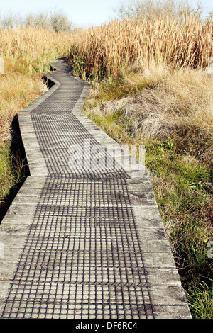 Scenic wetland bog with a wooden boardwalk, scattered pine trees, and ...
