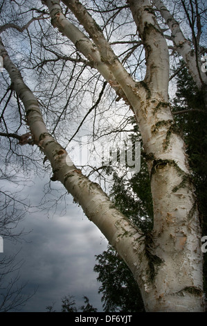 closeup of birch tree by a forecast day at Spring time in Quebec Stock ...