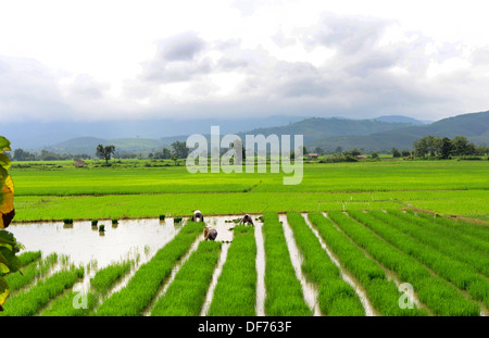 Paddy fields in Eastern Myanmar Stock Photo - Alamy