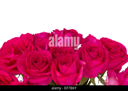 border of fresh mauve roses Stock Photo - Alamy