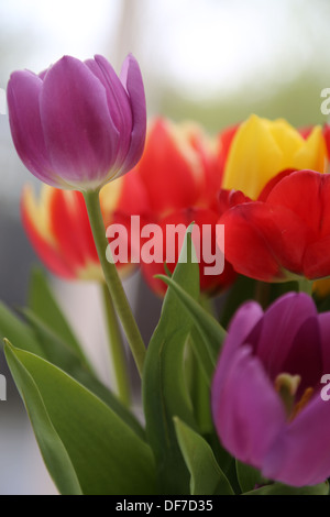 Background of multi colored tulips Stock Photo - Alamy