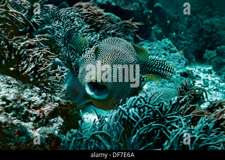 Map Puffer or Scribbled Puffer (Arothron mappa), Raja Ampat, West Papua ...