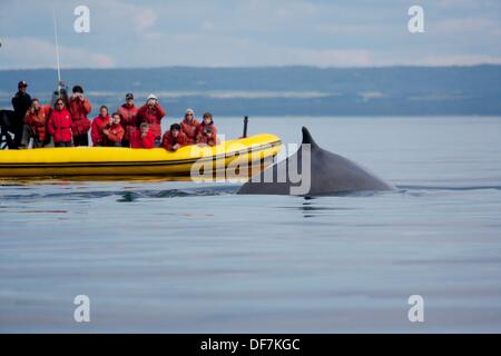 Whale watching on Saint Lawrence river in Tadoussac, Quebec, Canada ...