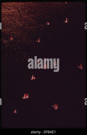 SAILBOATS AT SUNSET ON SPINNAKER RUN IN RACE ON COMMENCEMENT BAY, PUGET ...