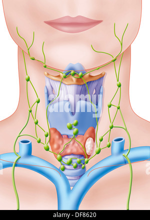 Thyroid gland cancer, artwork Stock Photo - Alamy