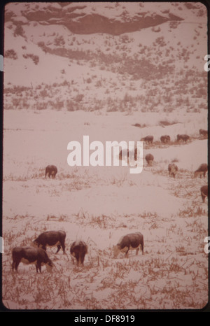 Sheep and cattle ranching dominate the Piceance Basin, with large ...