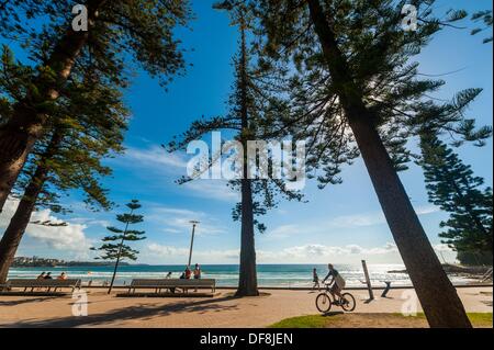 Norfolk pine tree, Manly beach, Sydney, Australia Stock Photo: 35066288 ...