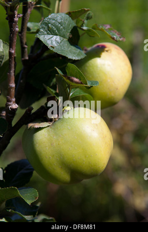 Apples (Malus domestica) Grenadier, growing on a tree. Sheffield ...