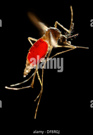 Mosquito (Aedes sp) flying Stock Photo - Alamy