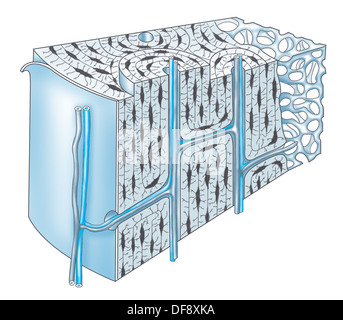 Compact bone, illustration Stock Photo - Alamy