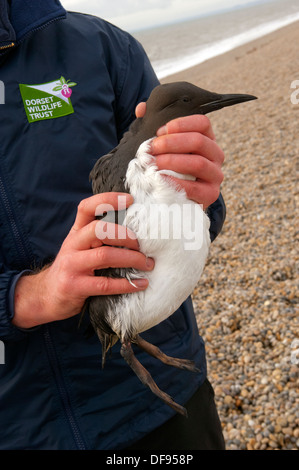 Stranded seabirds on Chesil Beach, Dorset, UK and being cleaned at the ...