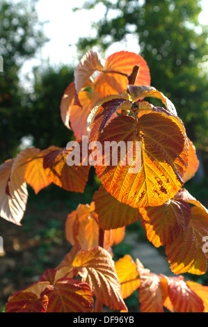 Branch of bright autumn leafs close up Stock Photo - Alamy