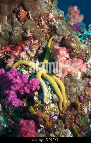 BRIGHT BLUE STARFISH. Linckia laevigata PHYLUM ECHINODERMATA. CLASS ...