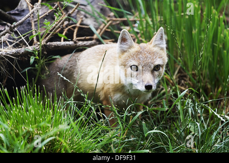 Swift fox ( Vulpes velox), native to grasslands of the Northern USA ...